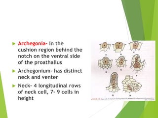 Gleichenia............................pptx