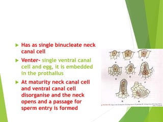 Gleichenia............................pptx