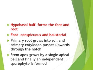 Gleichenia............................pptx