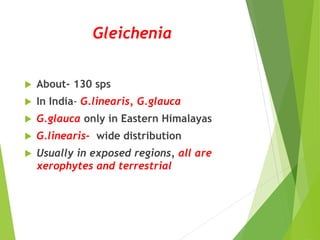 Gleichenia............................pptx