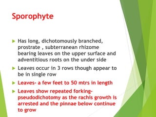 Gleichenia............................pptx