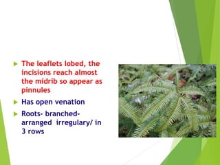 Gleichenia............................pptx