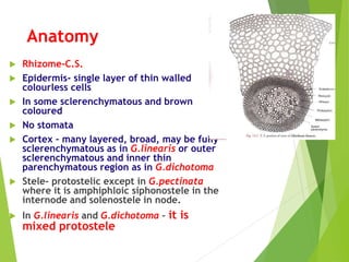 Gleichenia............................pptx
