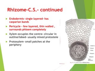 Gleichenia............................pptx