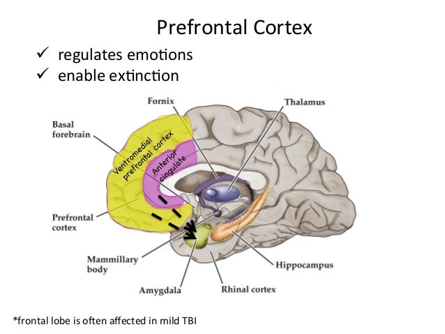 Neurobiology, Diagnosis & Treatment of PTSD & TBI in Veterans