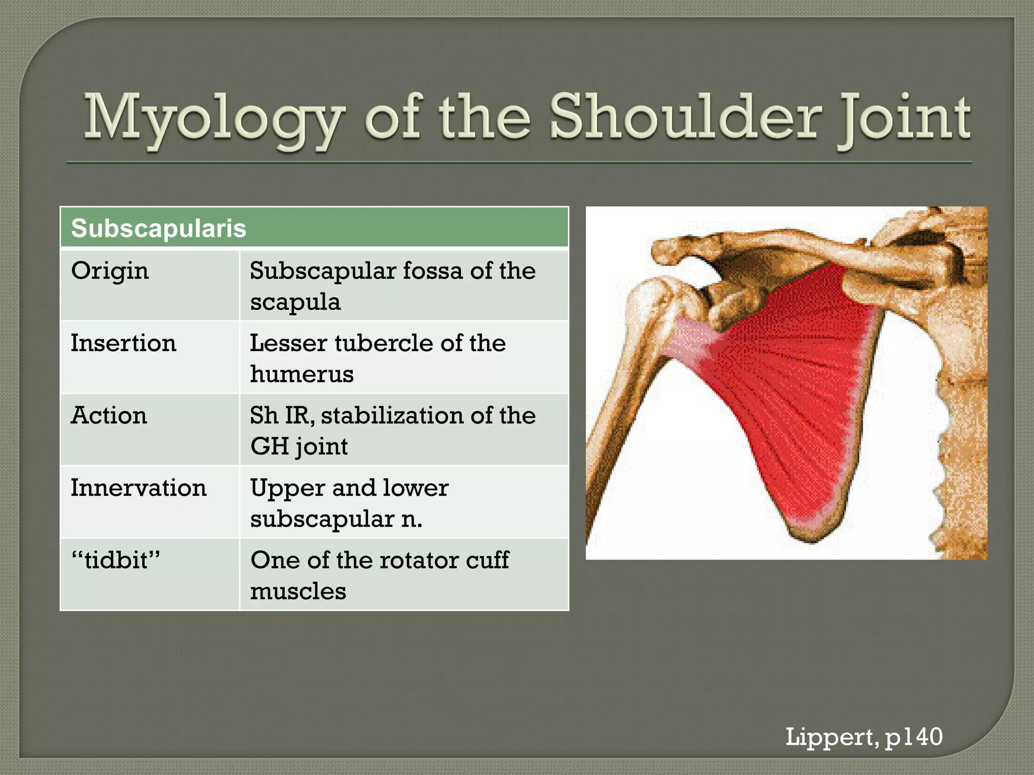 Glenohumeral joint | PDF