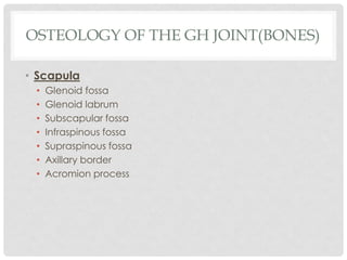 Glenohumeral joint | PDF