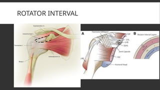 Glenohumeral Joint ligament and stabilizer | PPTX