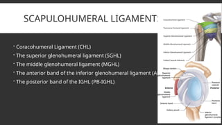 Glenohumeral Joint ligament and stabilizer | PPTX