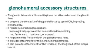 Glenohumeral joint and scapulothoracic joint | PDF