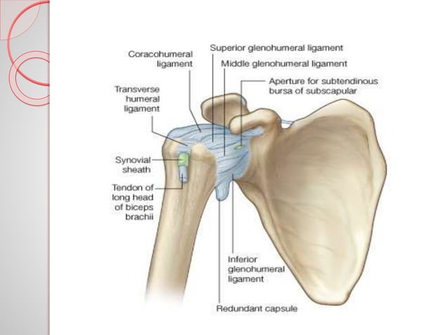 Glenohumeral joint-ppt. | PPTX | Death, Injury, or Military Conflict ...