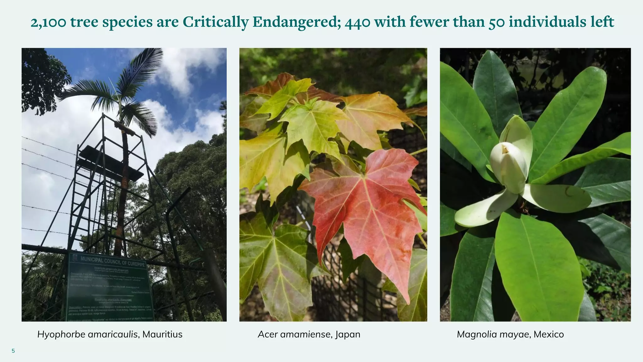 Tree diversity overview | PDF
