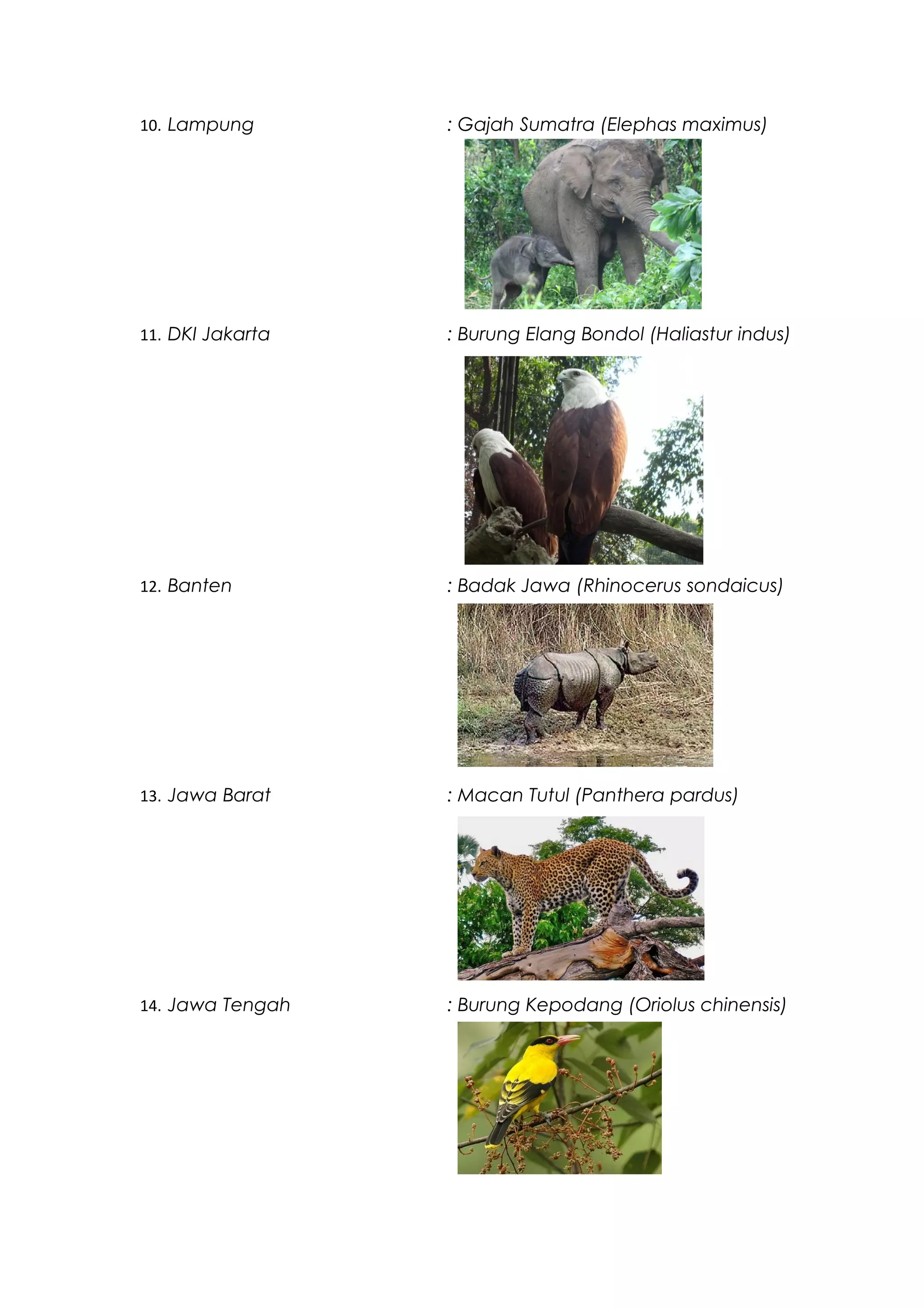 Flora dan Fauna Maskot di Indonesia | DOC