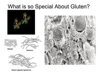 Gliadin, Intestinal Permeability, and Celiac Disease: From Innate ...