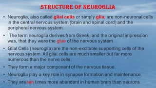 Neuroglia