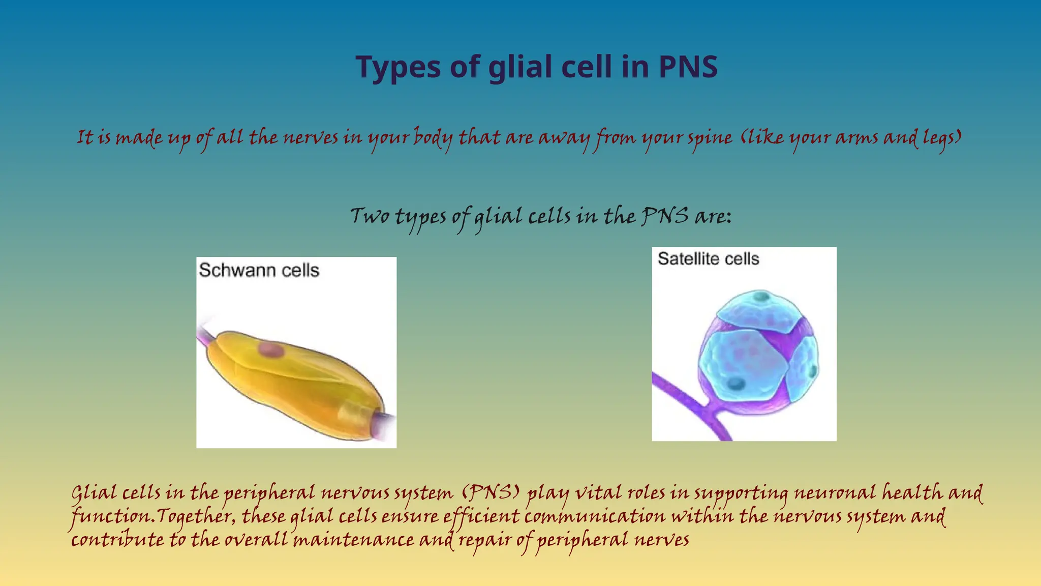 Neuron support glial cell introduction types disorder related | PPT