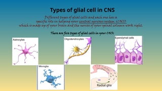Neuron support glial cell introduction types disorder related | PPT