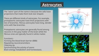 Neuron support glial cell introduction types disorder related | PPT