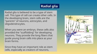 Neuron support glial cell introduction types disorder related | PPTX