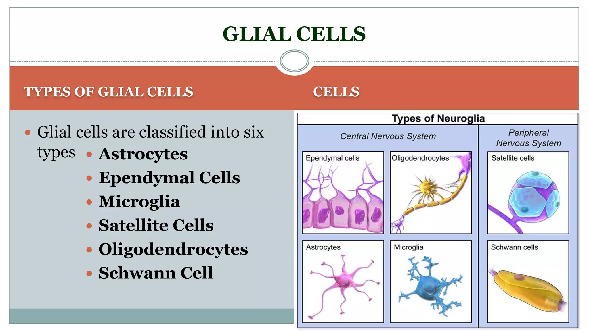 glial cells.pptx