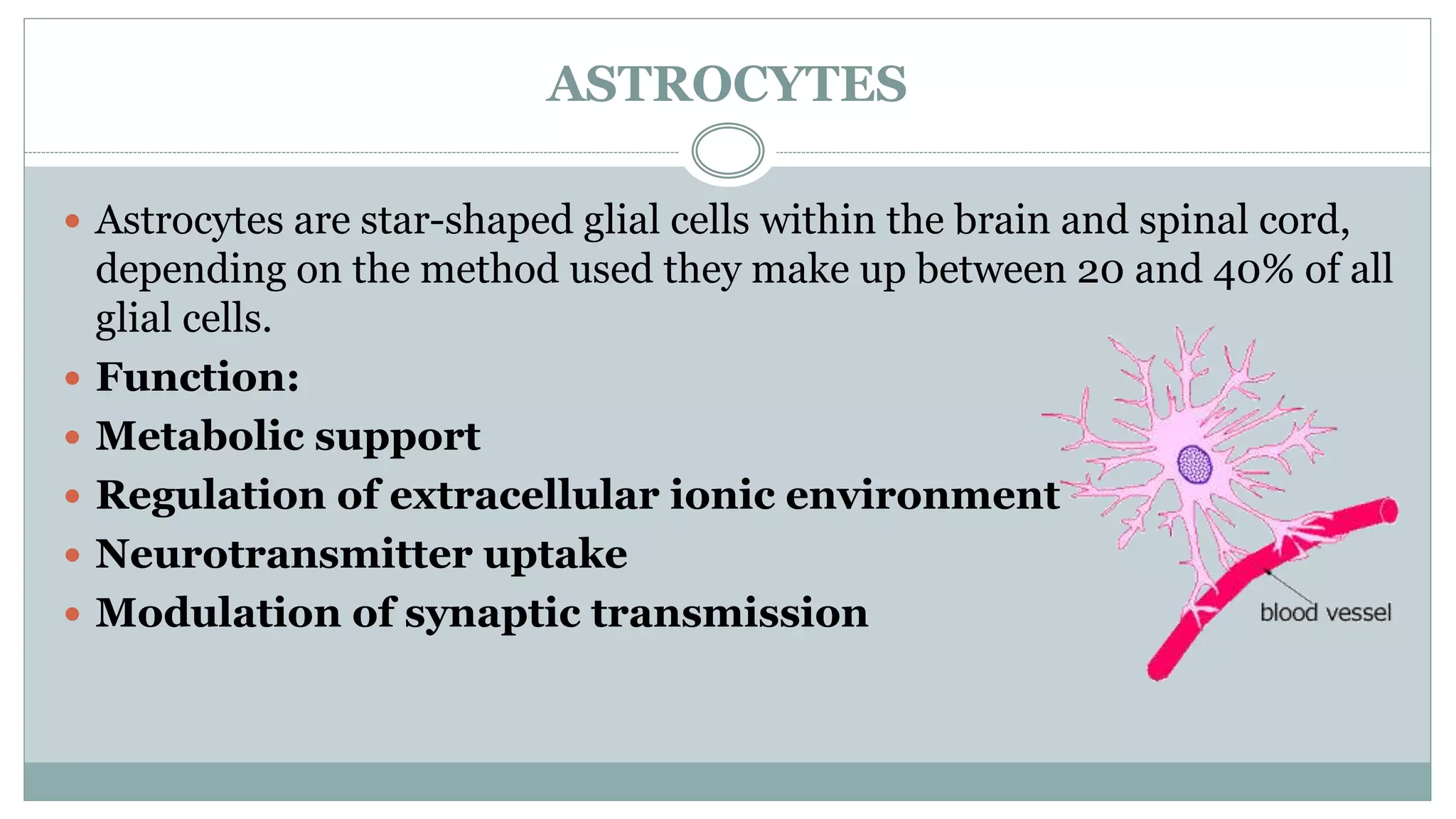 glial cells.pptx