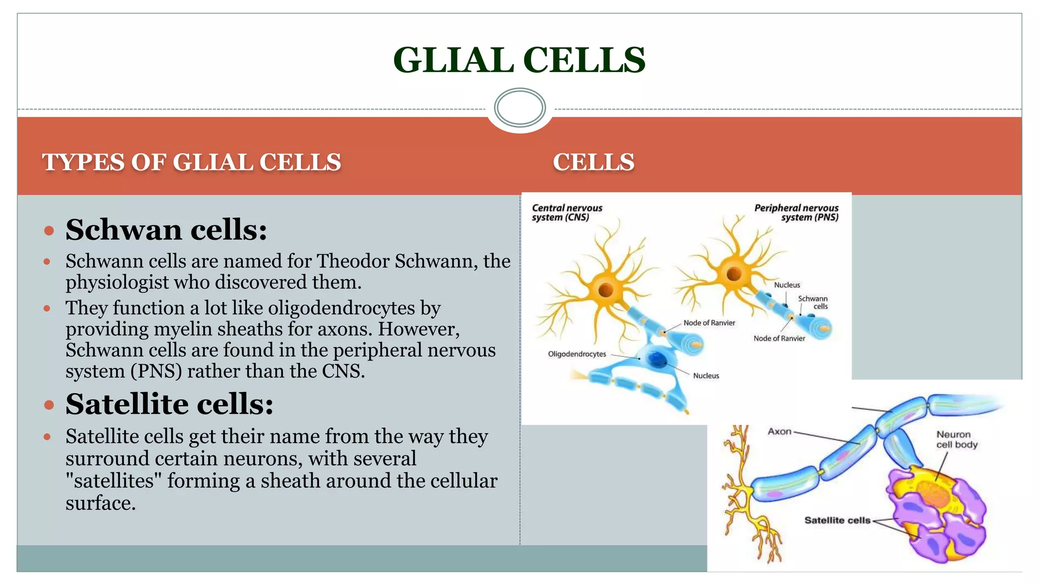 glial cells.pptx