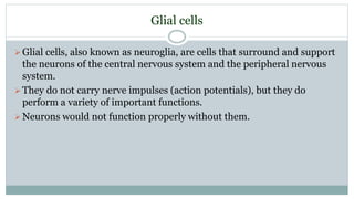 glial cells.pptx