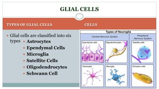 glial cells.pptx