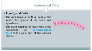 glial cells.pptx