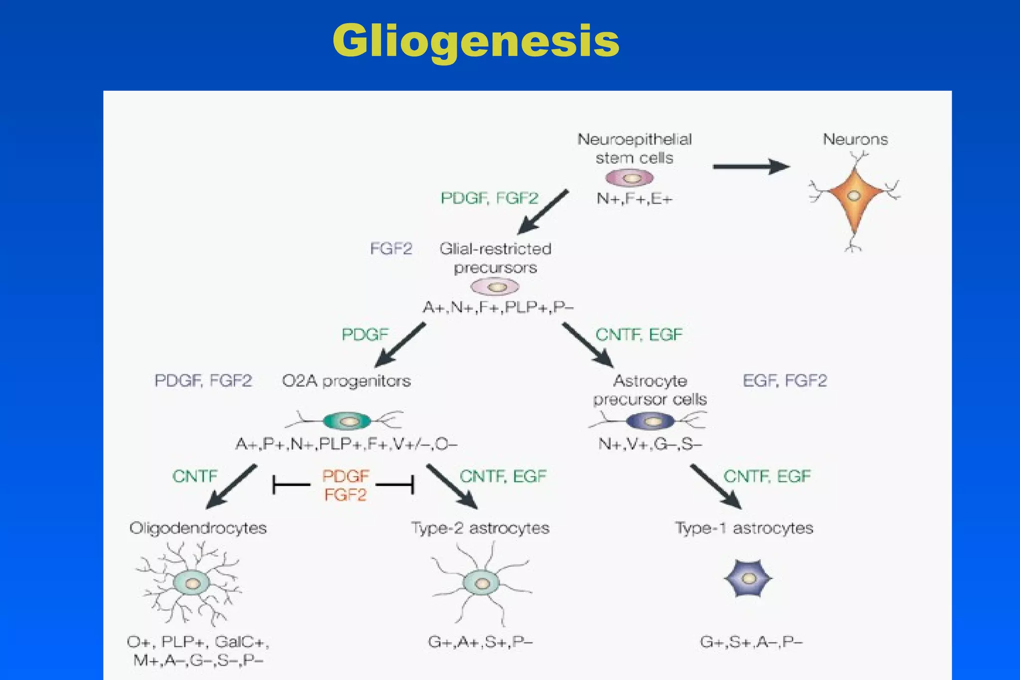 Glial cells - Neurobiology and Clinical Aspects | PPT