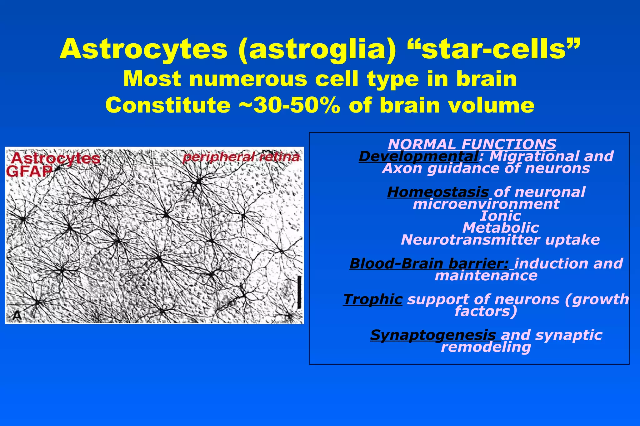 Glial cells - Neurobiology and Clinical Aspects | PPT