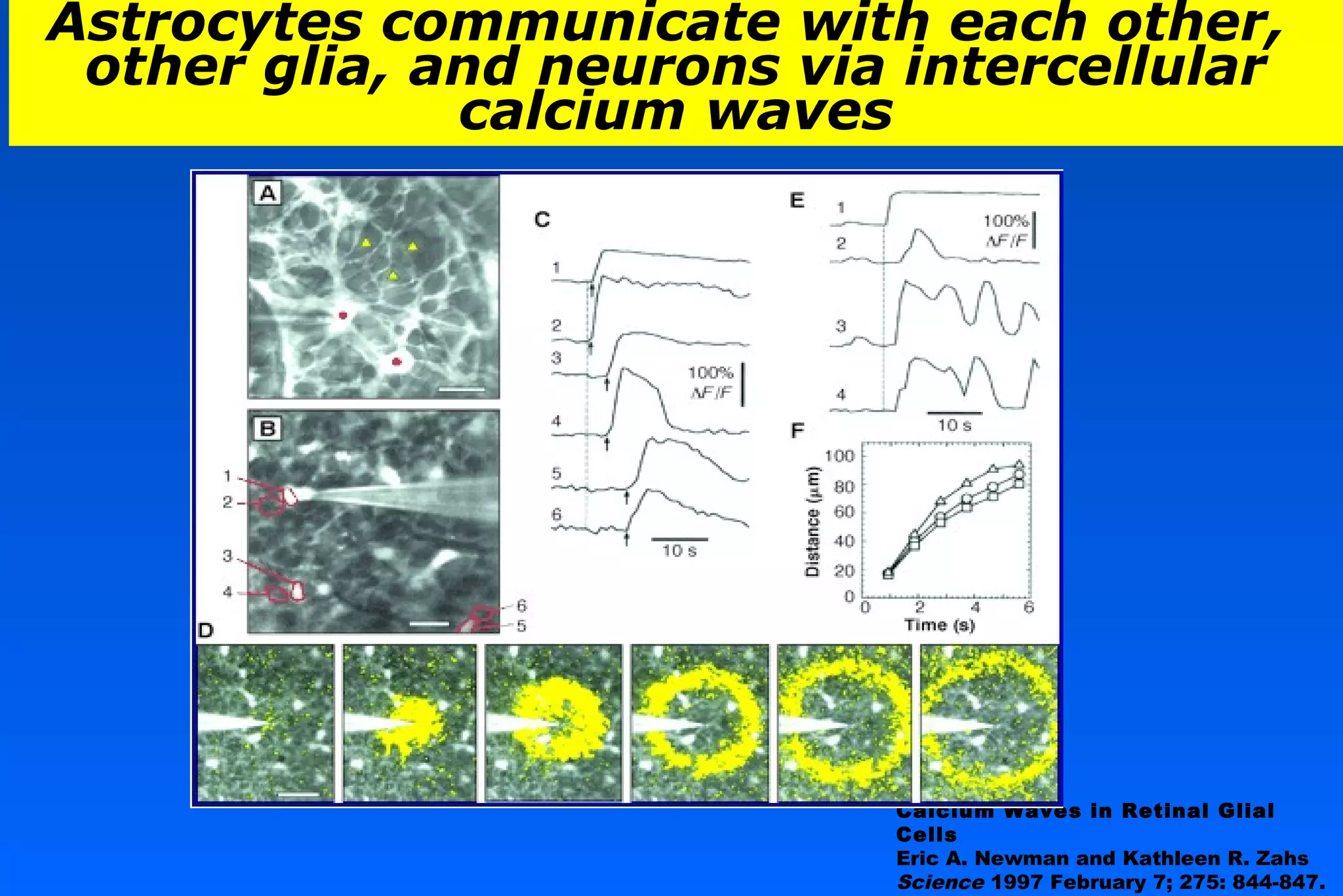 Glial cells - Neurobiology and Clinical Aspects | PPT | Brain and ...