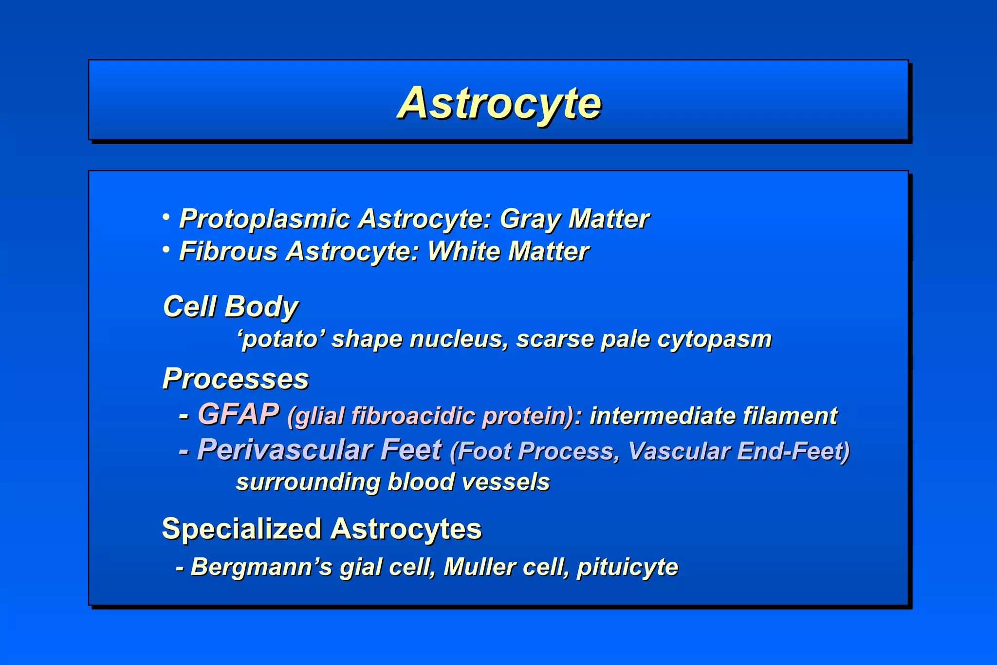 Glial cells - Neurobiology and Clinical Aspects | PPT