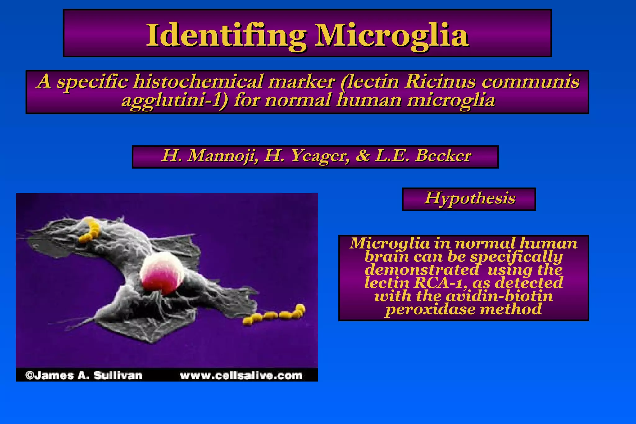 Glial cells - Neurobiology and Clinical Aspects | PPT