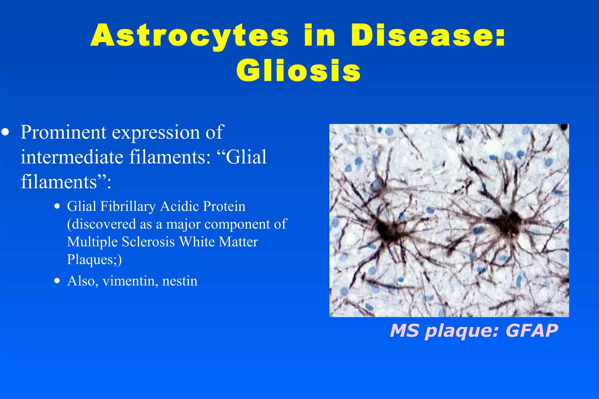 Glial cells - Neurobiology and Clinical Aspects | PPT