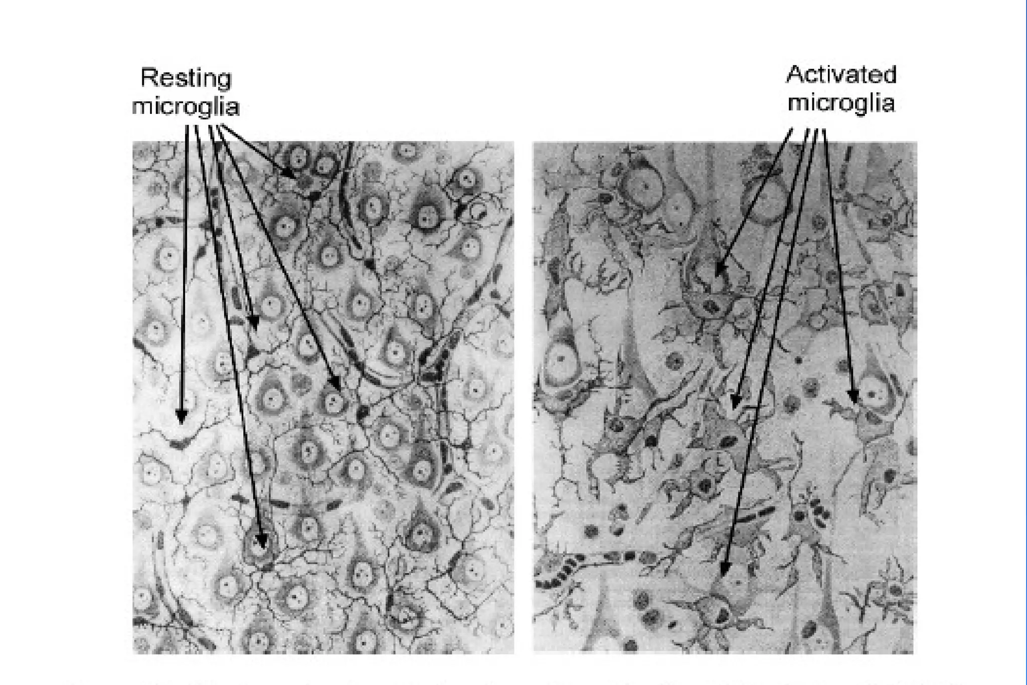 Glial cells - Neurobiology and Clinical Aspects | PPT