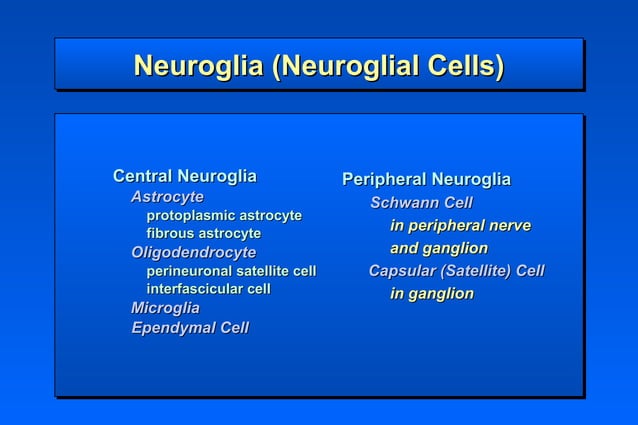 Glial Cells Neurobiology And Clinical Aspects Ppt 