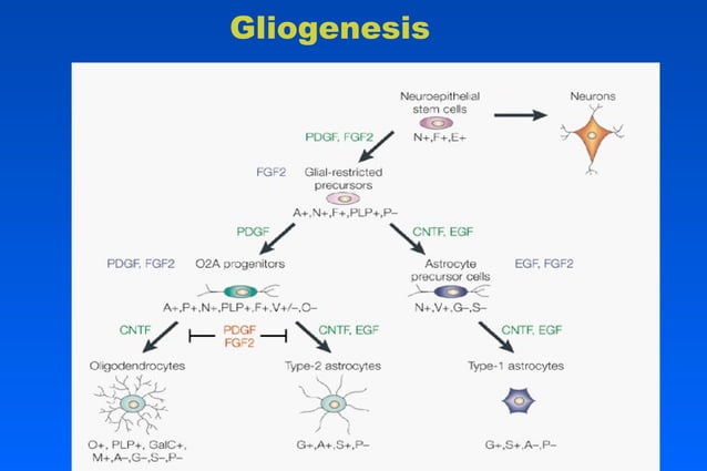 Glial cells - Neurobiology and Clinical Aspects | PPT | Brain and ...