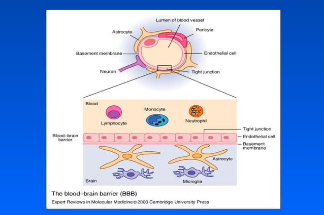 Glial Cells Neurobiology And Clinical Aspects Ppt 