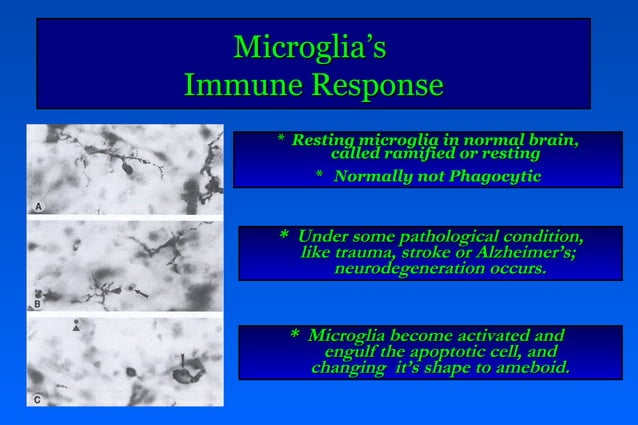 Glial Cells Neurobiology And Clinical Aspects Ppt 