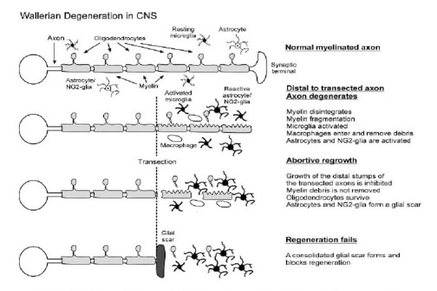 Glial Cells Neurobiology And Clinical Aspects Ppt 