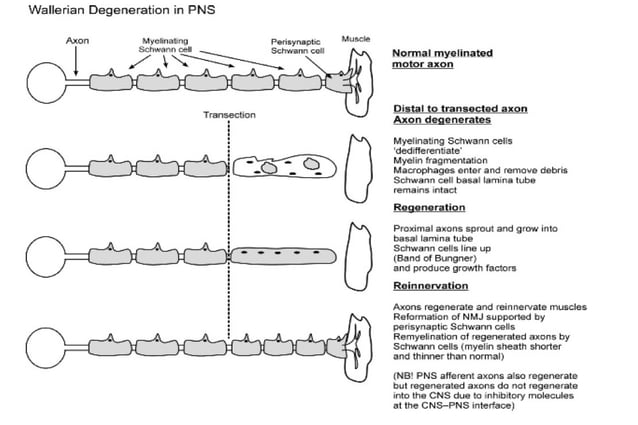 Glial Cells Neurobiology And Clinical Aspects Ppt 