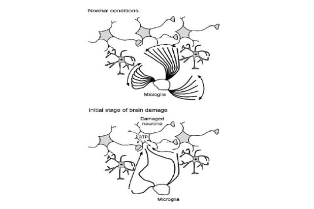 Glial Cells Neurobiology And Clinical Aspects Ppt