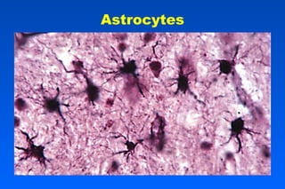 Neuroglia Slide