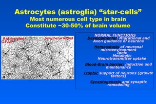 Neuroglia Slide