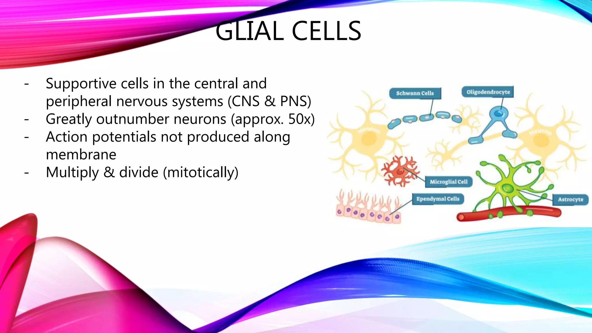 Glial cells final group presentation | PPTX | Brain and Nervous System ...