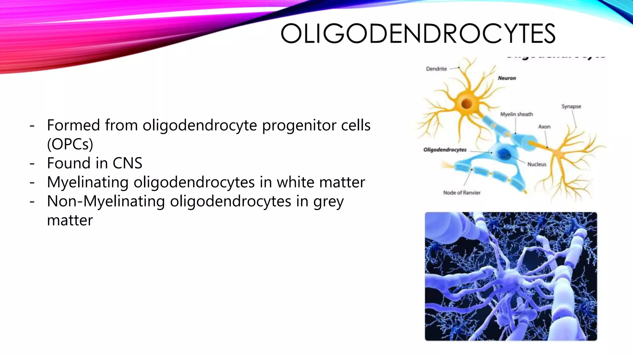 Glial cells final group presentation | PPTX