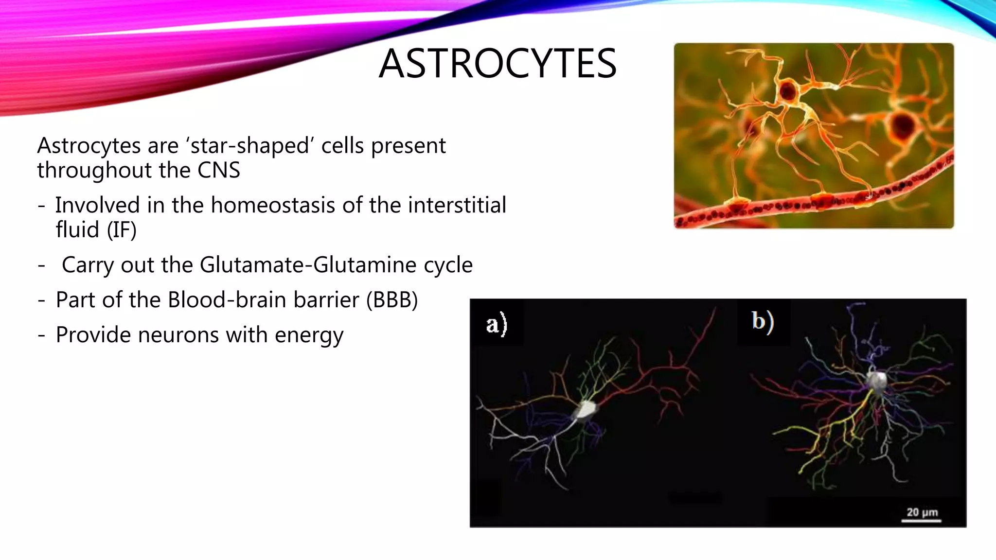 Glial cells final group presentation | PPTX