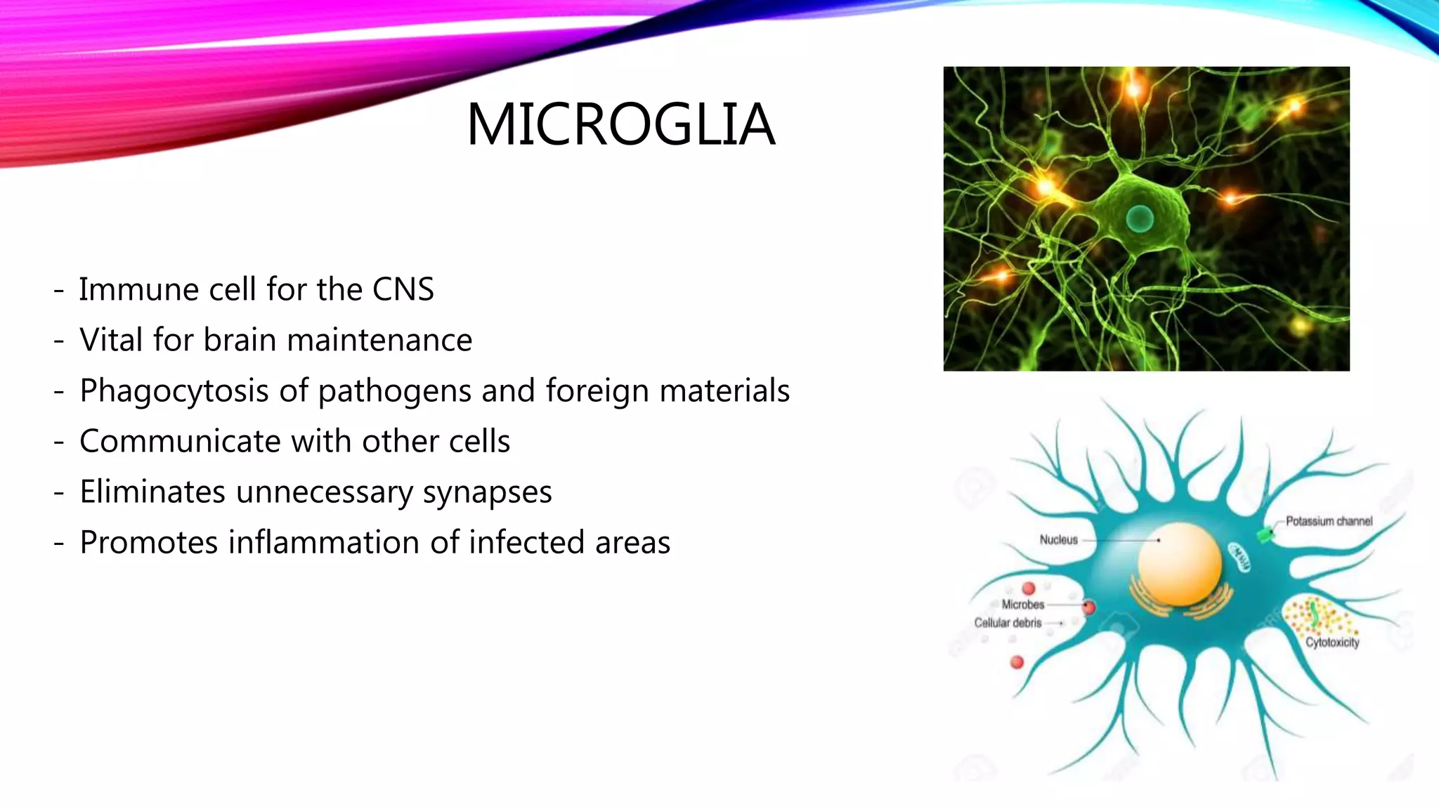 Glial cells final group presentation | PPTX