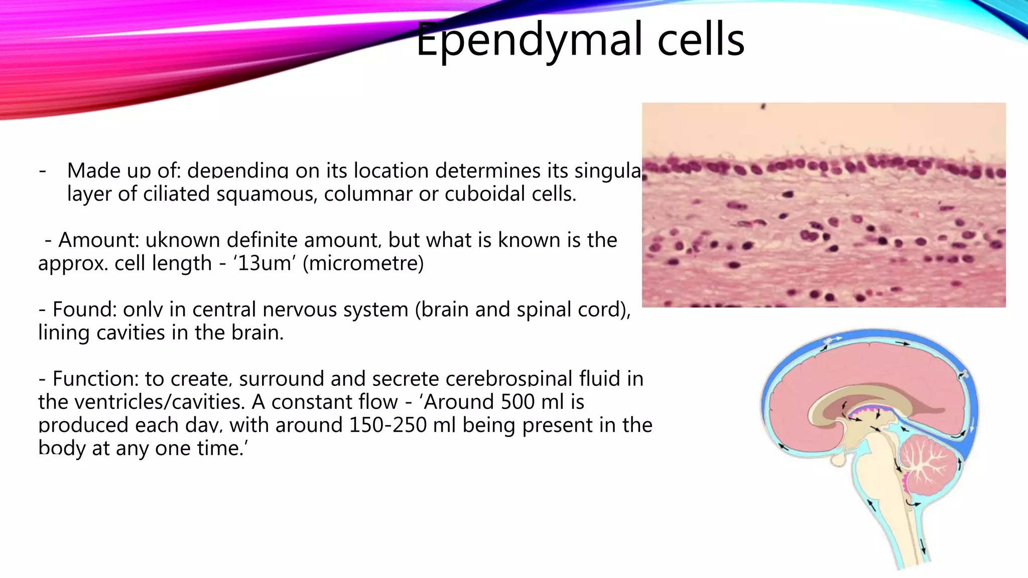 Glial cells final group presentation | PPTX